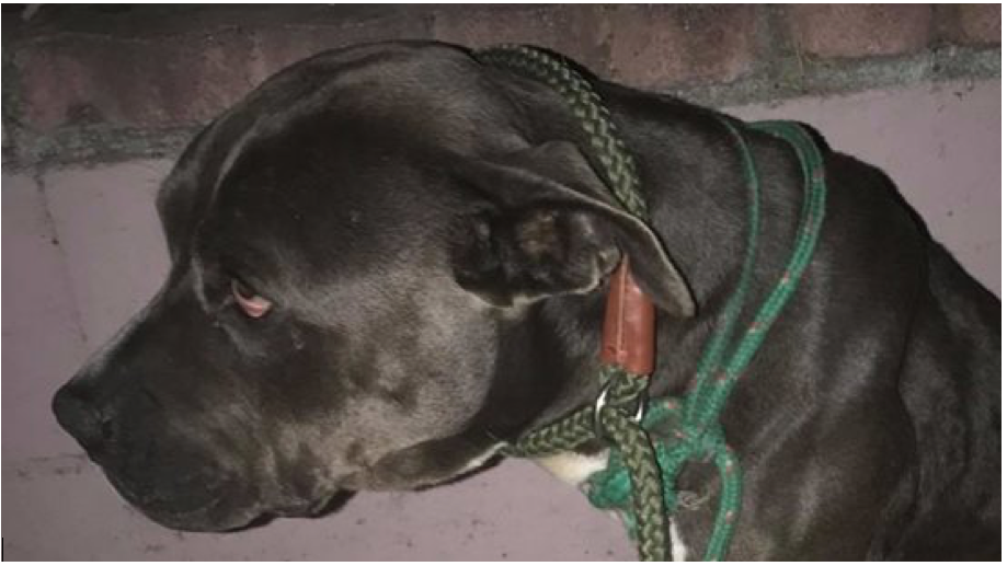 No Fee Adoptions, Shelter Killing, and the Death of Valerie – Nathan J ...