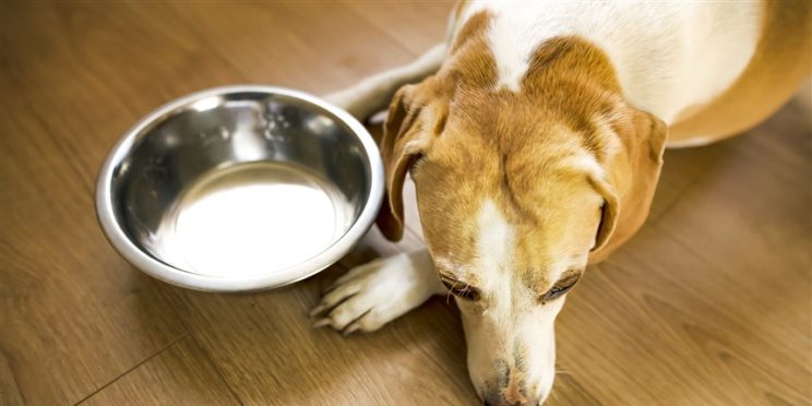 Sportmix pet food kills 70 dogs – Nathan J. Winograd